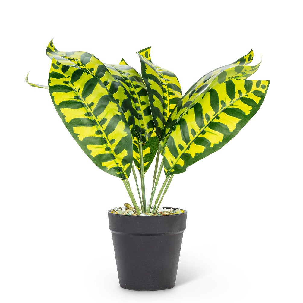 14" Medium Tiger Plant | VINTAGE NINETEEN89